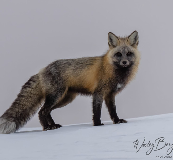Colorado Parks and Wildlife releases Stakeholder Report on Furbearer ...