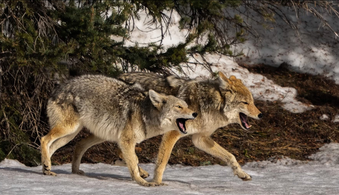 Colorado Parks and Wildlife releases Stakeholder Report on Furbearer ...